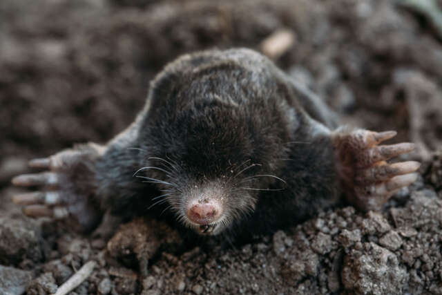 These unusual Houstonians survived Hurricane Beryl just fine