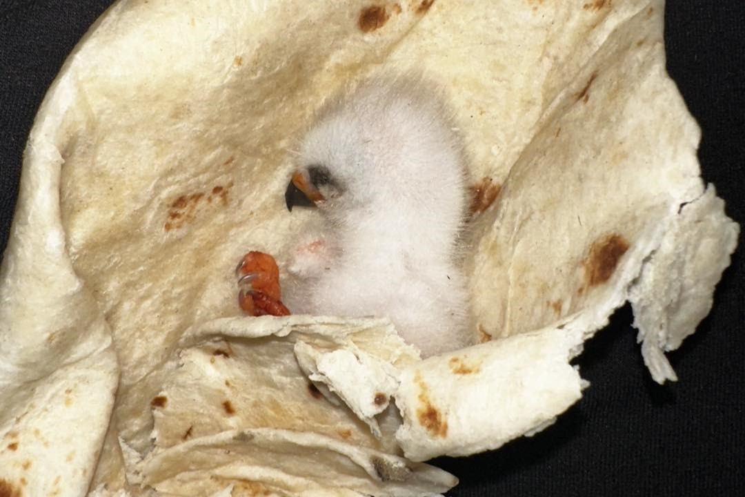 How a tortilla surprisingly helped save baby bird in Texas