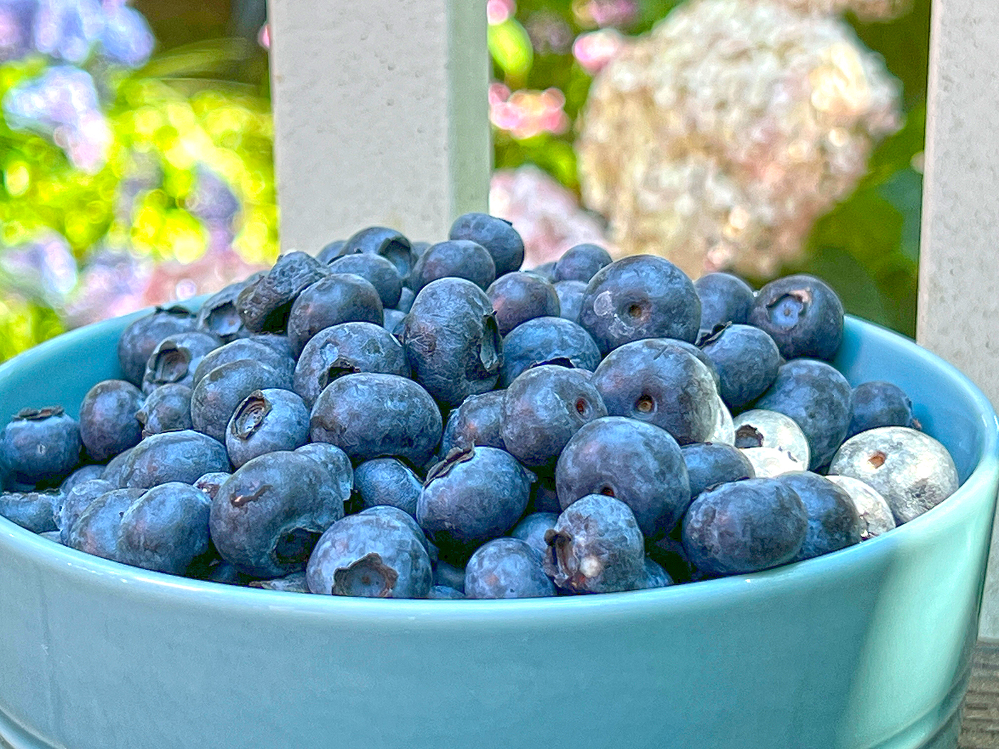 Blueberries provide sweet, native garden treats