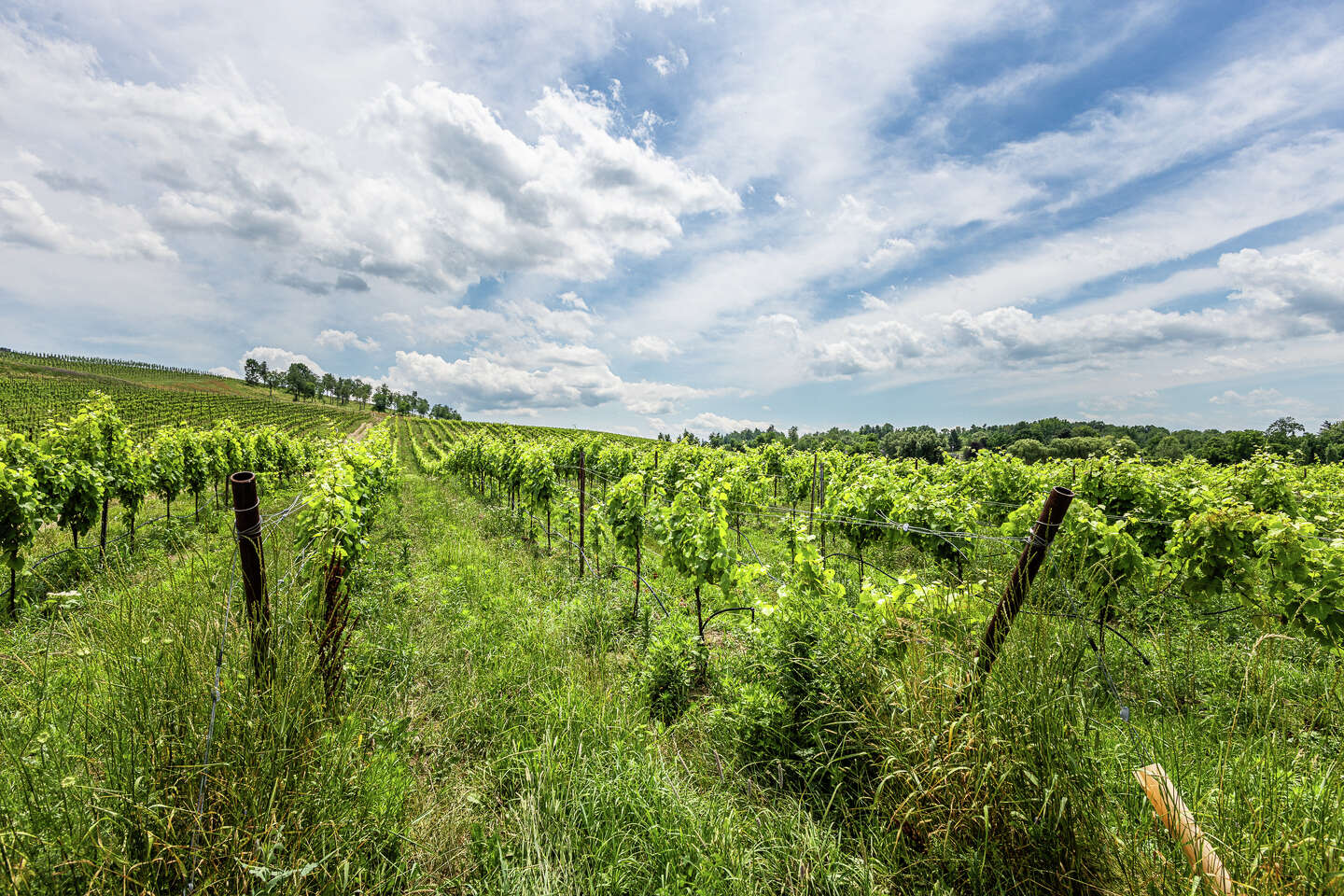 Klocke Estate brandy distillery opens in upstate New York