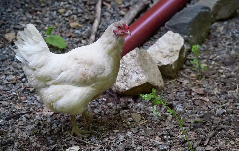 Danbury flooded with opposition to family’s pet chicken proposal