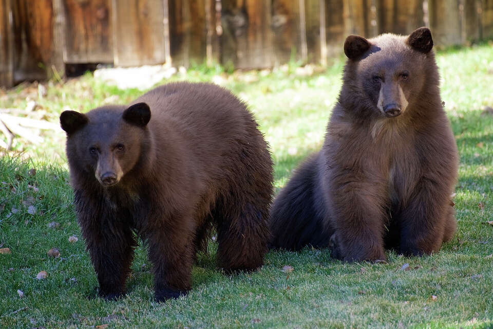'Really active period': Bear sightings are on the rise in the Bay Area