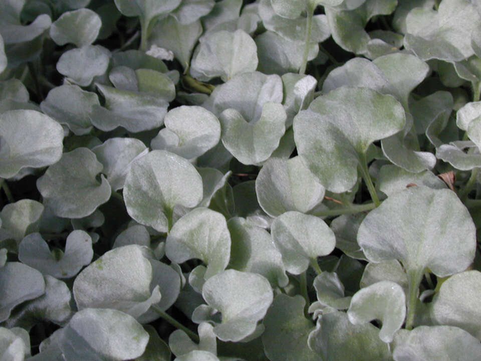 13 hardy plants for Houston summers