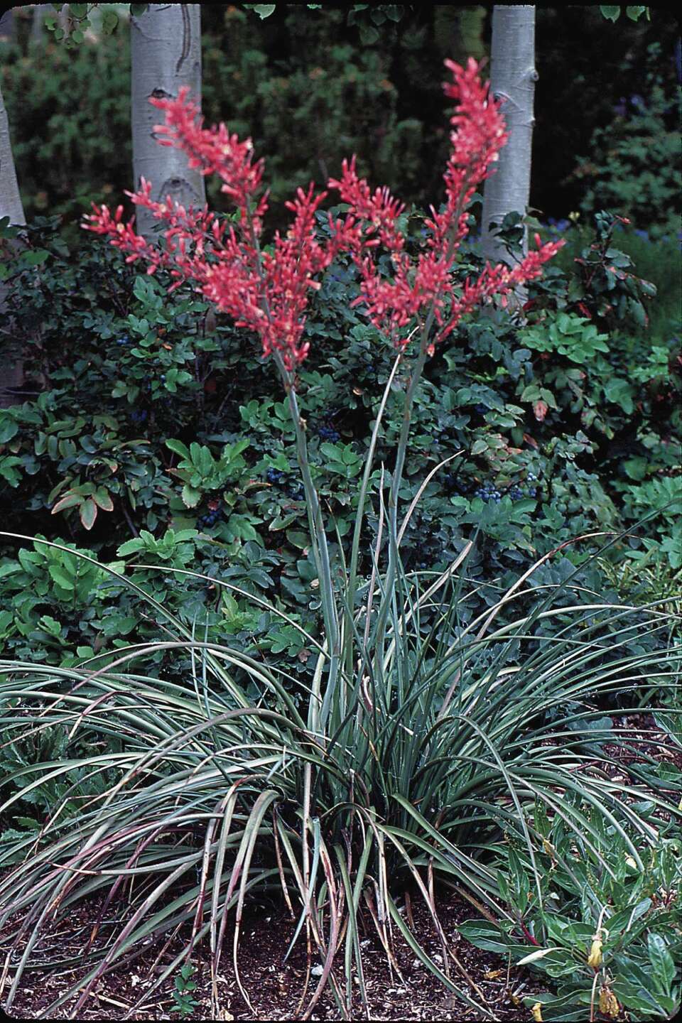 13 hardy plants for Houston summers