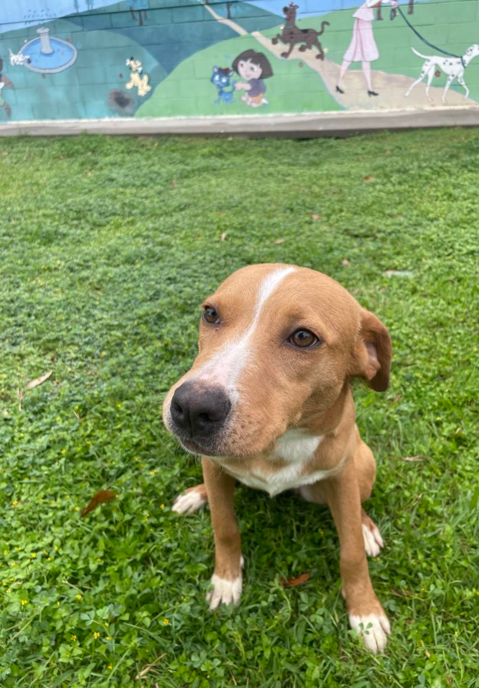 A puppy Coda named Laredo Animal Protective Society Pet of the Week