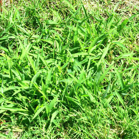 Winter lawn care: Act now to prevent sand burs, crabgrass