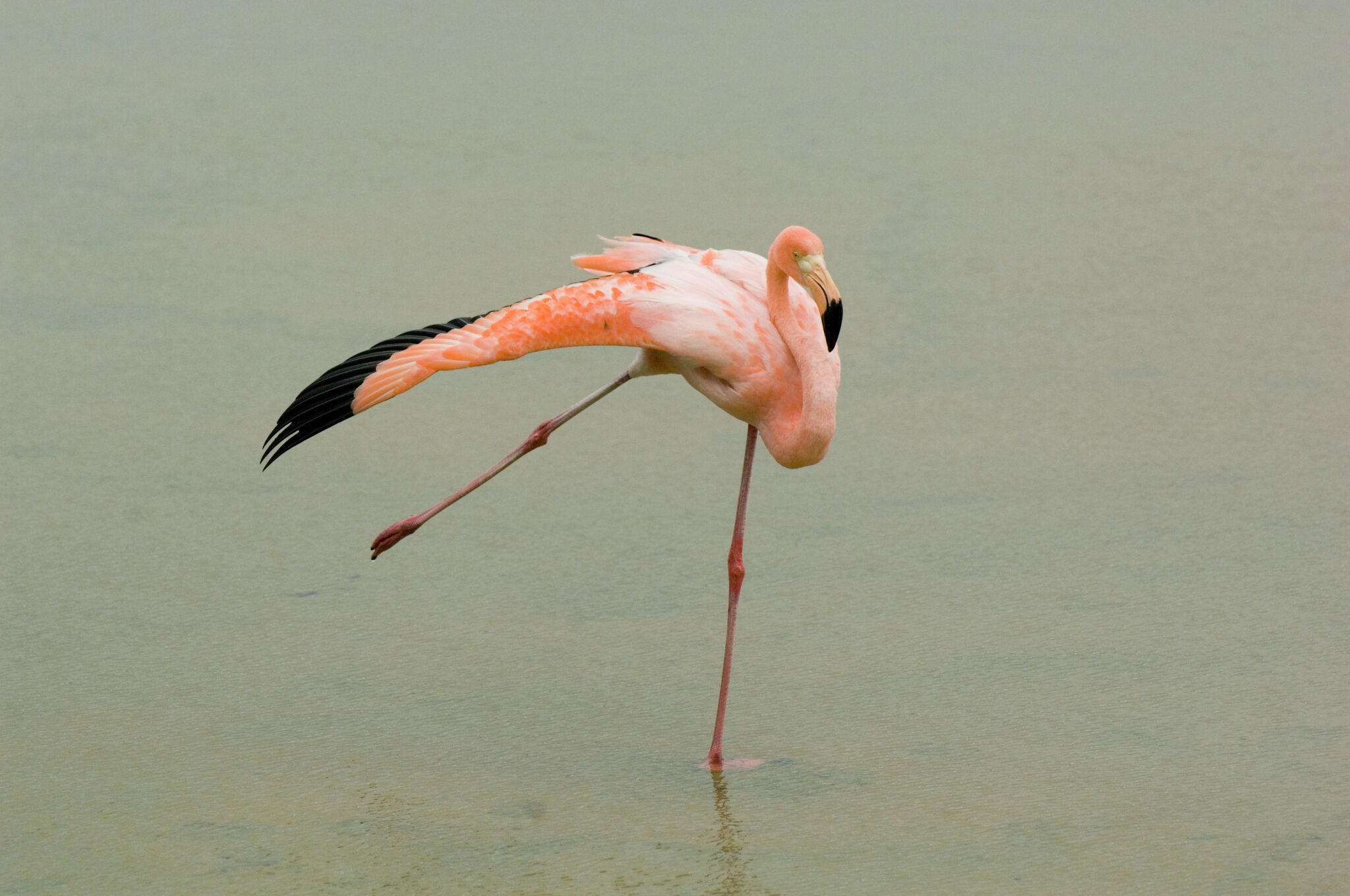 Flamingo sightings in Cape Cod rare, but one landed in CT 60 years ago