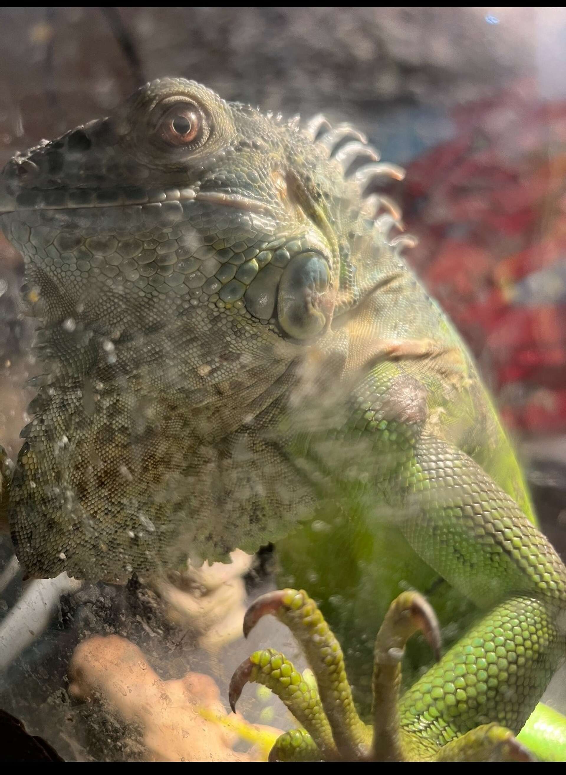Escaped iguana named Oogie Boogie is on the loose in Middletown
