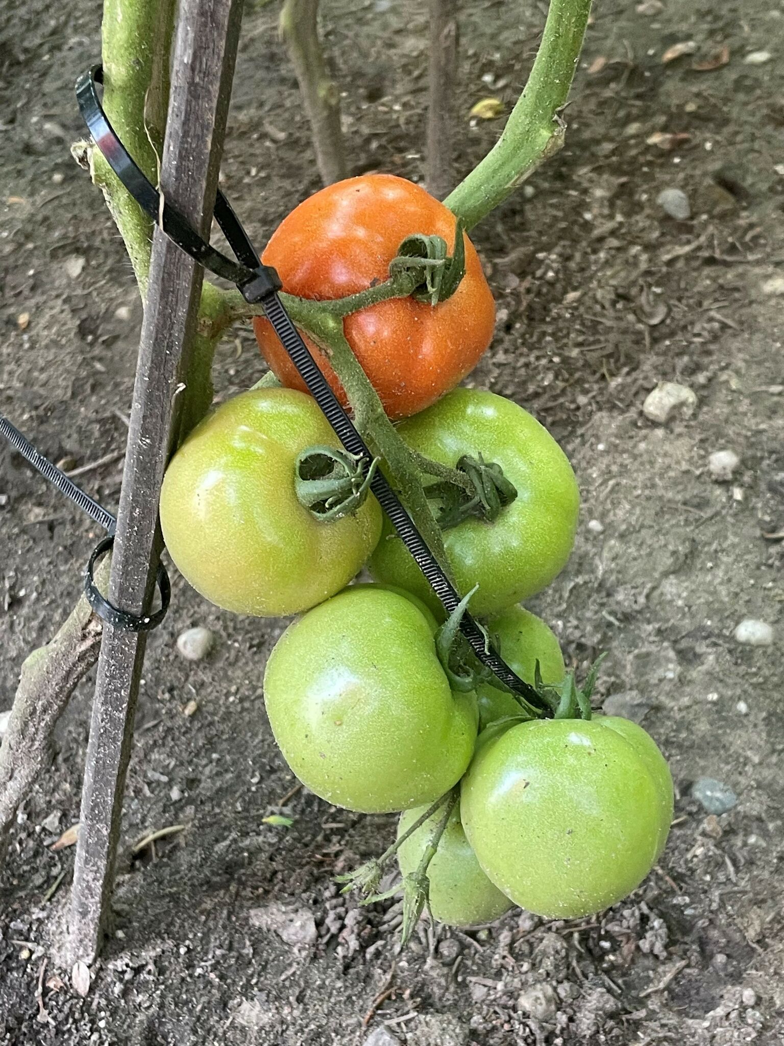Columnist Chuck Martin explains if tomatoes are a fruit or not