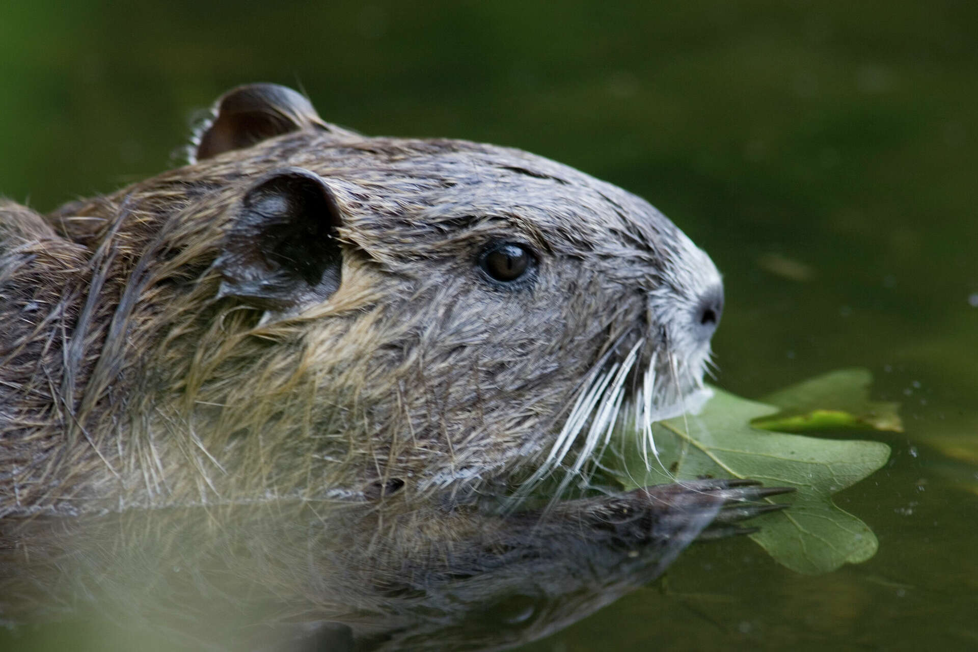 Nutria: it’s what’s for dinner. Talk about draining the swamp | Thumbs