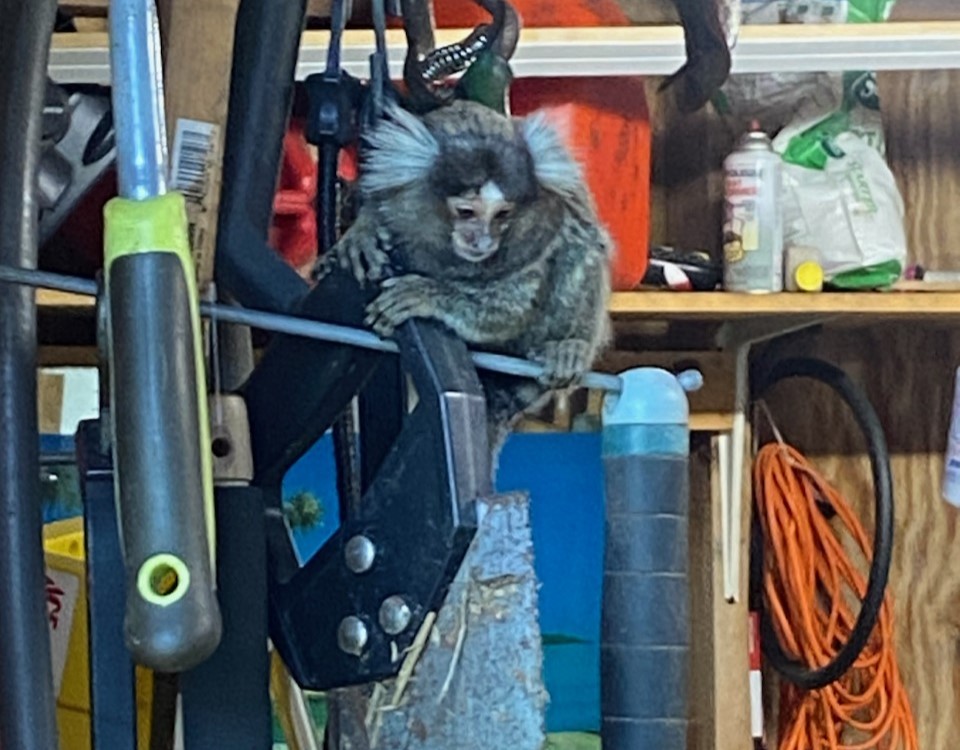 Monkey found in Old Saybrook shed rehomed out of state, officials say