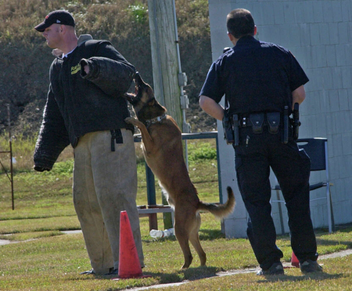 Police dogs sic 'em to earn annual certification