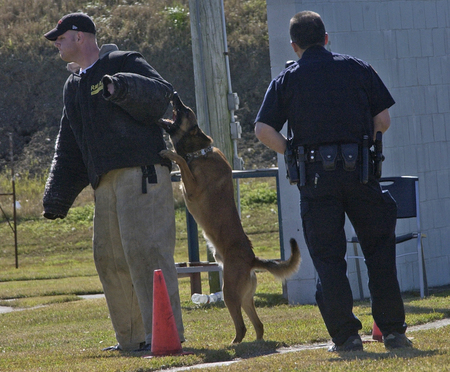 Police dogs sic 'em to earn annual certification