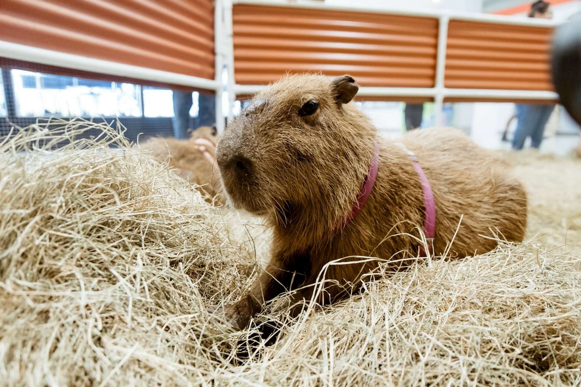 PHOTOS: Capybaras at Ingram Park Mall? Here's when you can see them.