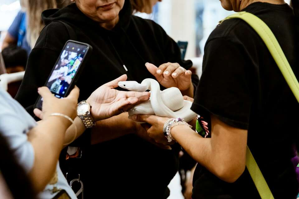 PHOTOS: Capybaras at Ingram Park Mall? Here's when you can see them.