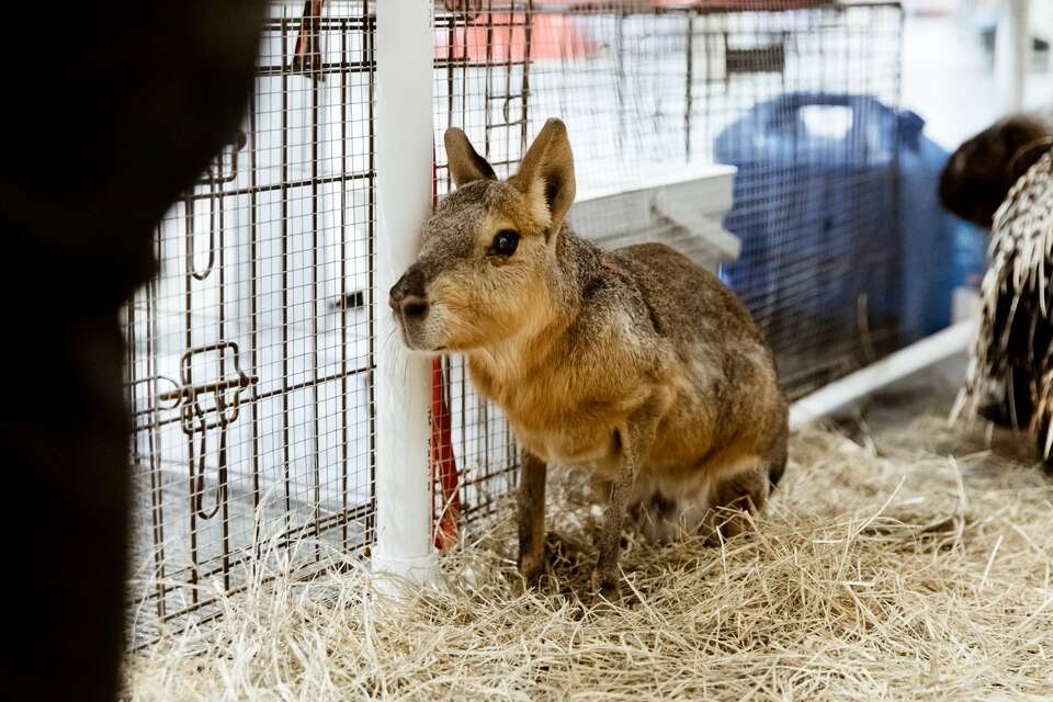 PHOTOS: Capybaras at Ingram Park Mall? Here's when you can see them.