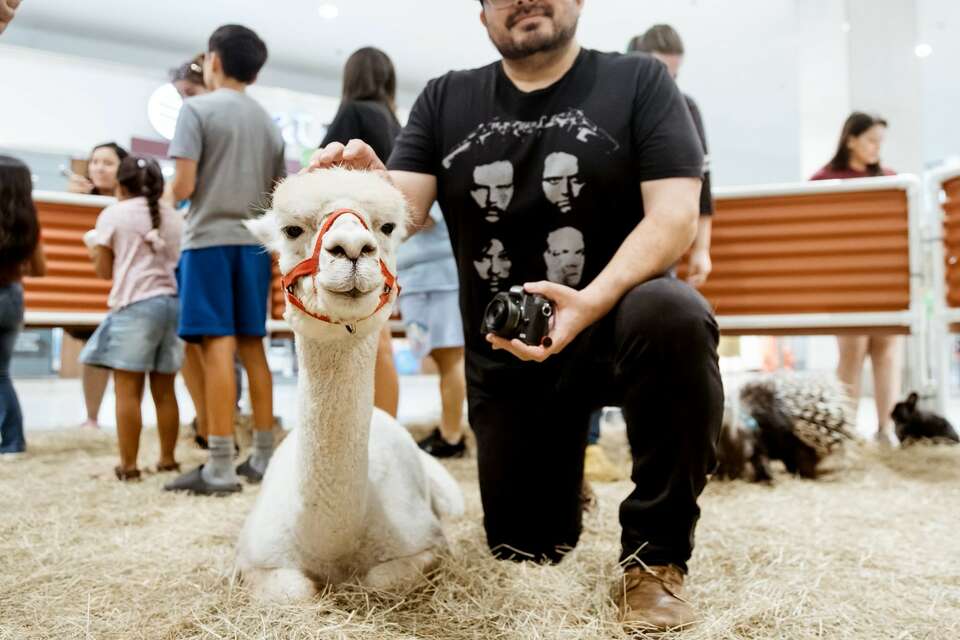 PHOTOS: Capybaras at Ingram Park Mall? Here's when you can see them.