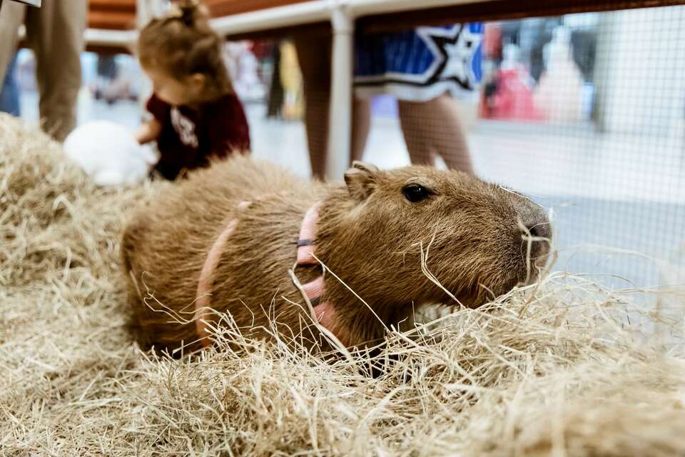 PHOTOS: Capybaras at Ingram Park Mall? Here's when you can see them.