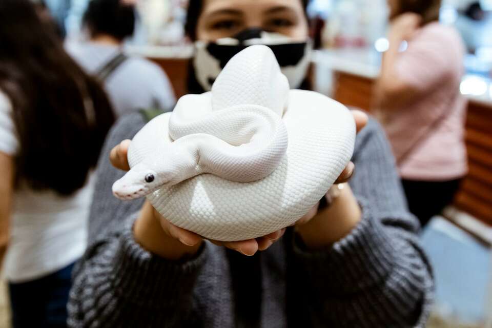 PHOTOS: Capybaras at Ingram Park Mall? Here's when you can see them.