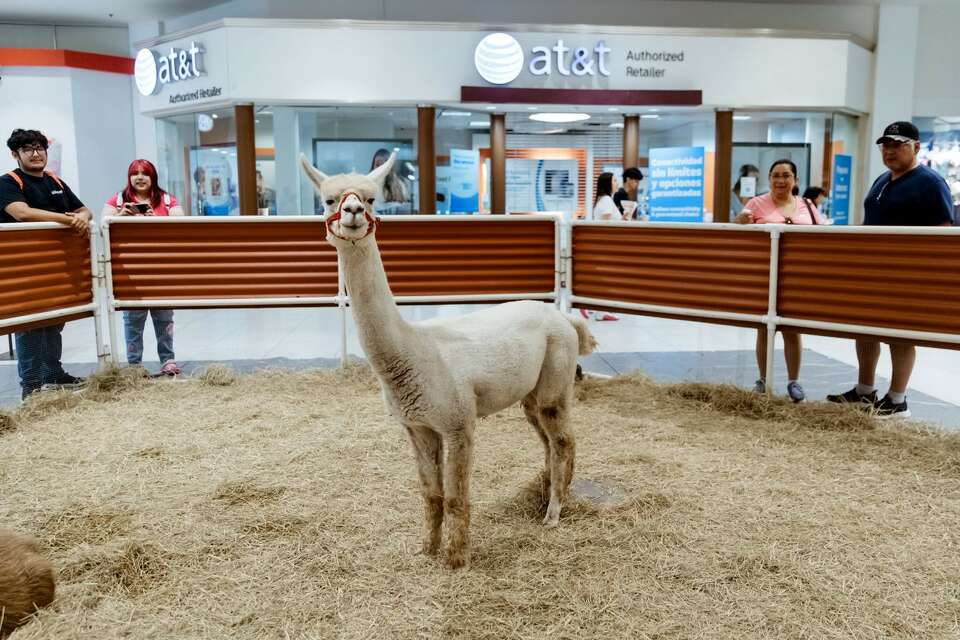PHOTOS: Capybaras at Ingram Park Mall? Here's when you can see them.