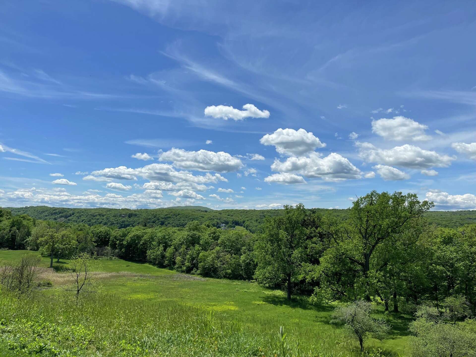 ‘Franklin’s Trees’ book explores FDR's humanity, love of trees