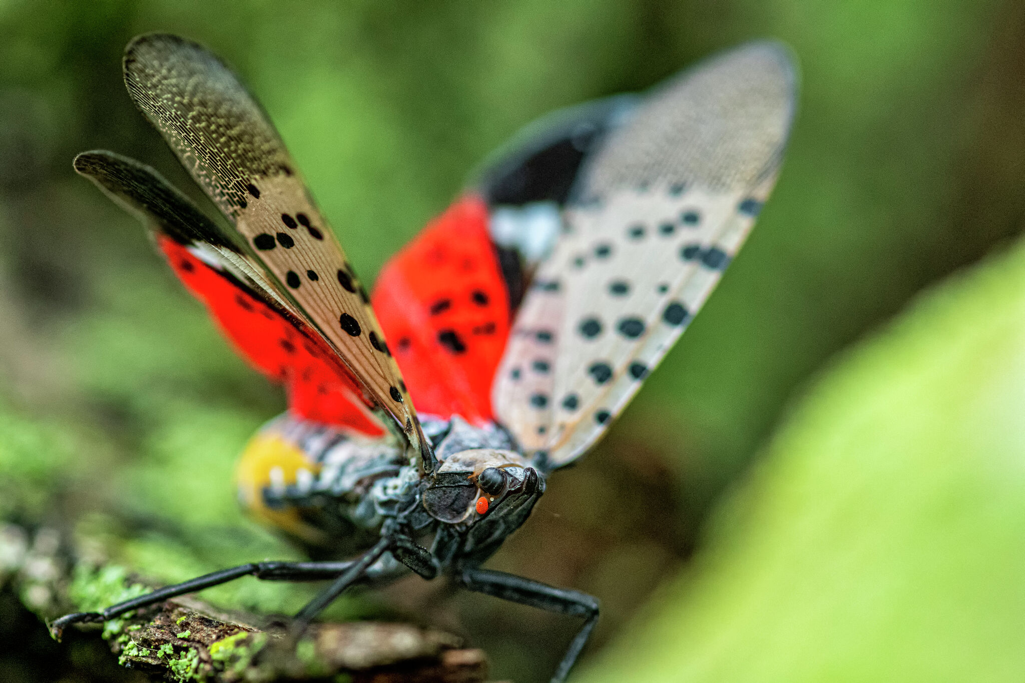 Spotted lanternflies will soon emerge in CT in greater numbers: CAES