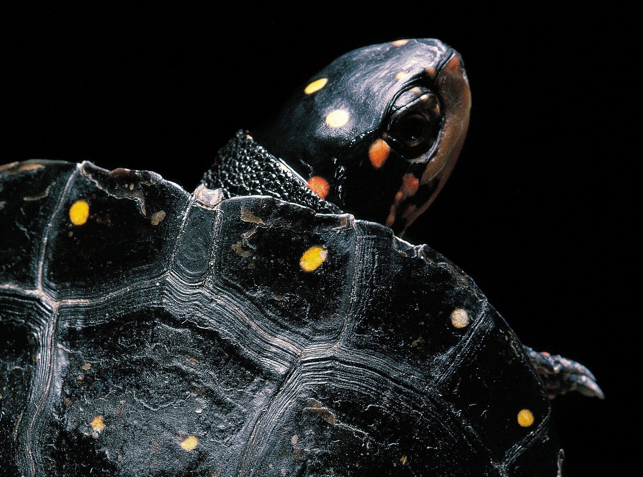 $500K grant aids Michigan, Ohio turtle conservation