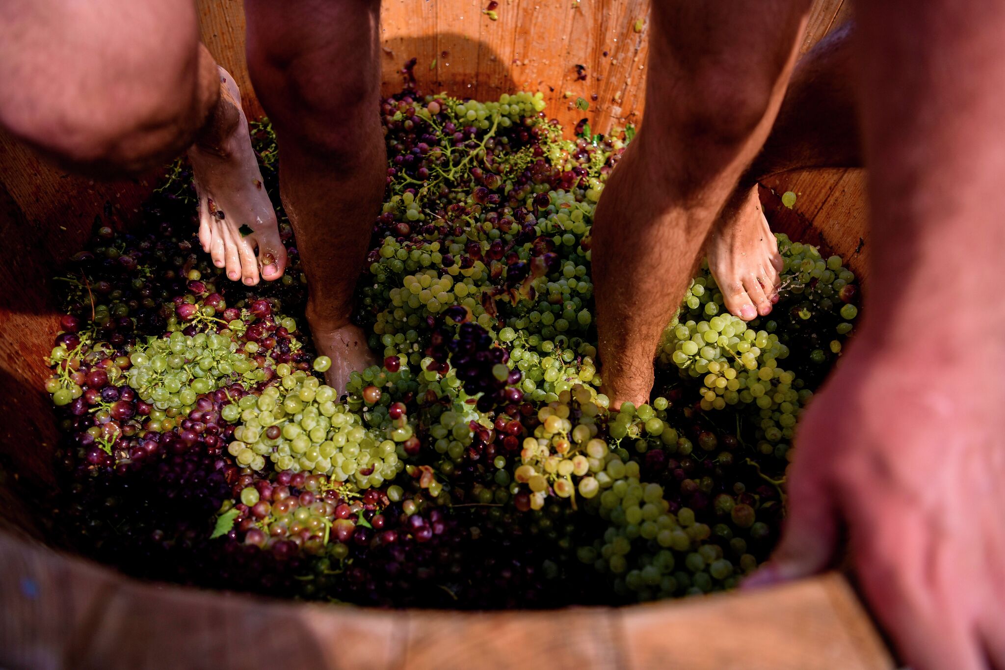 Travel Texas: Grape stomping events kick off in the hill country