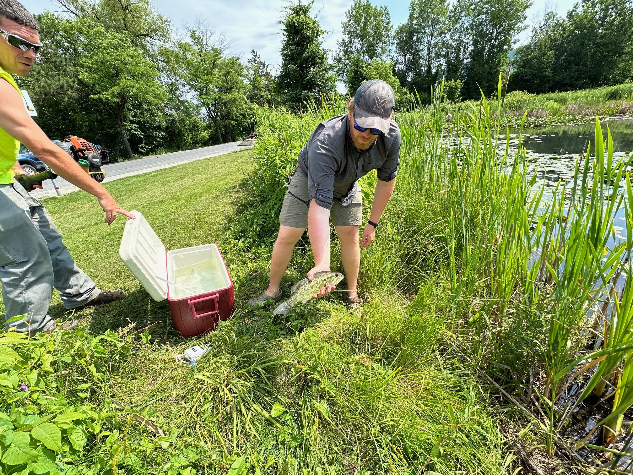 Largemouth bass used to combat invasive goldfish near Lake George