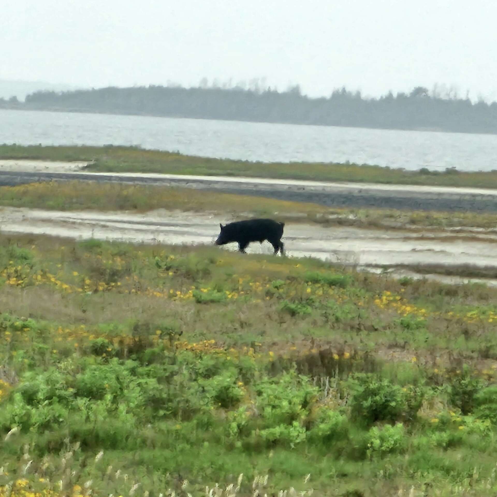 Feral pigs threaten endangered species at Padre Island