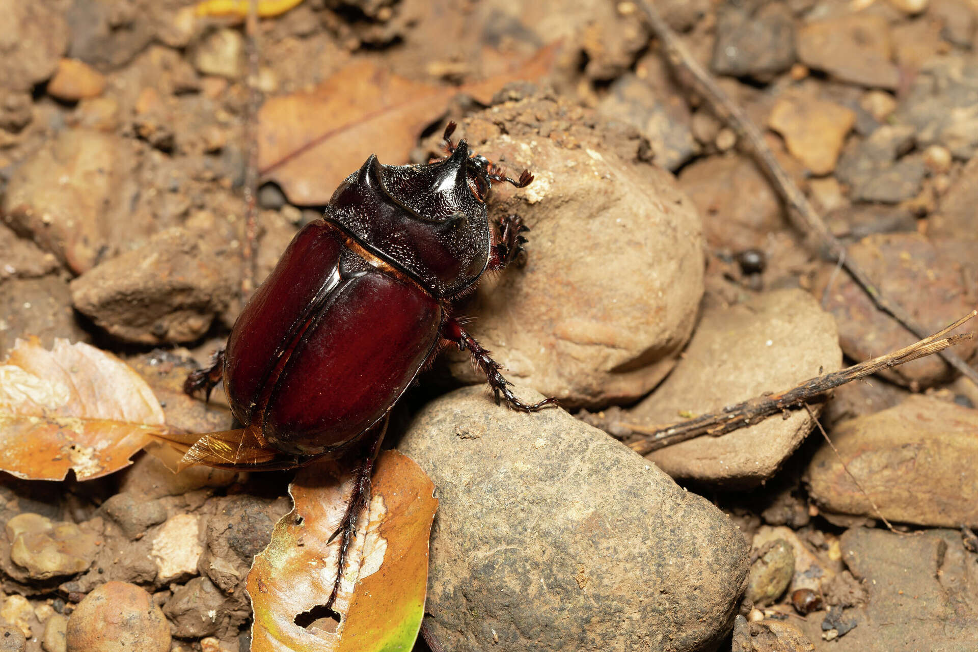 Ox beetles emerge in San Antonio during summer