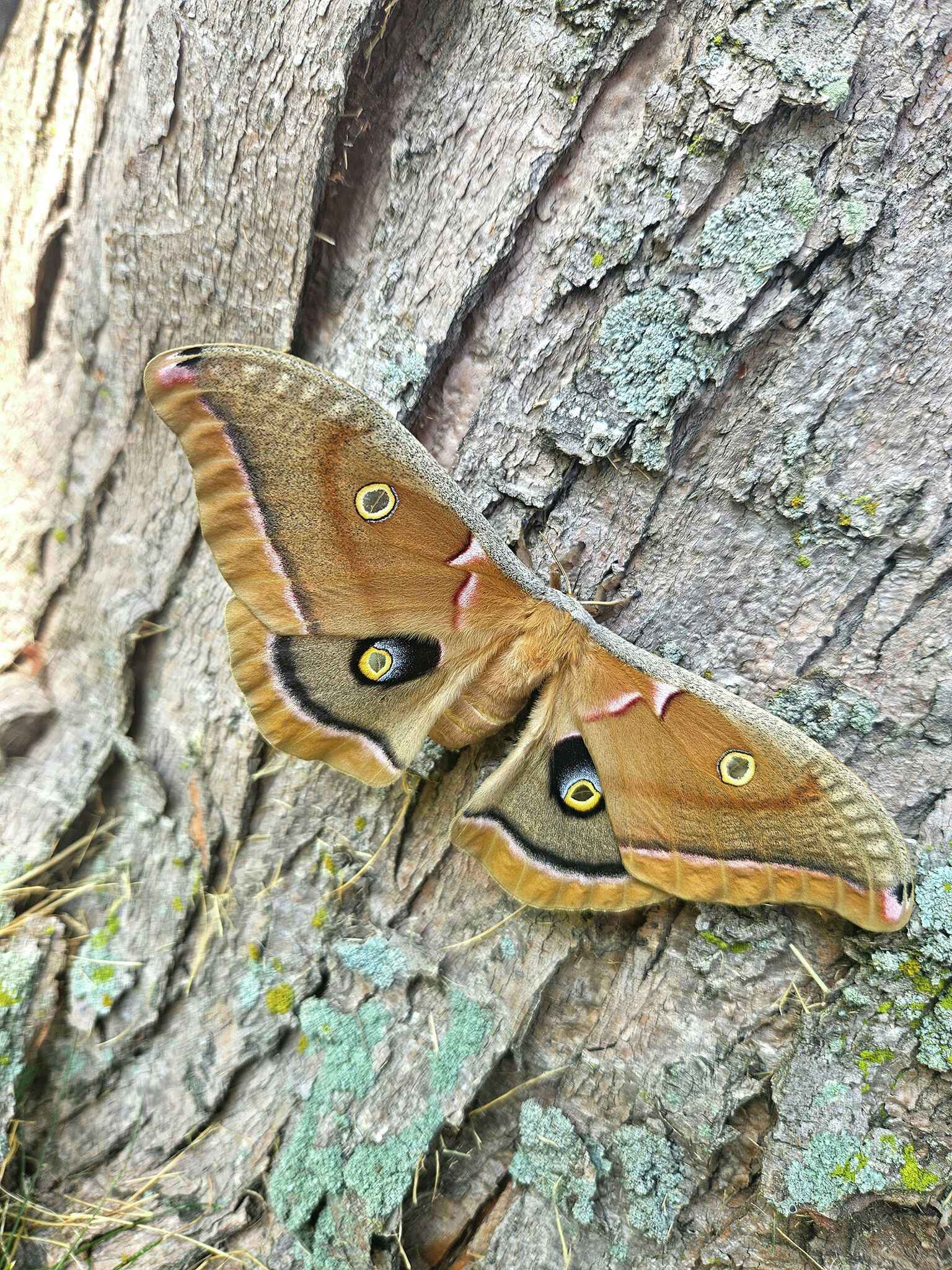 Reader photo: Behe-moth