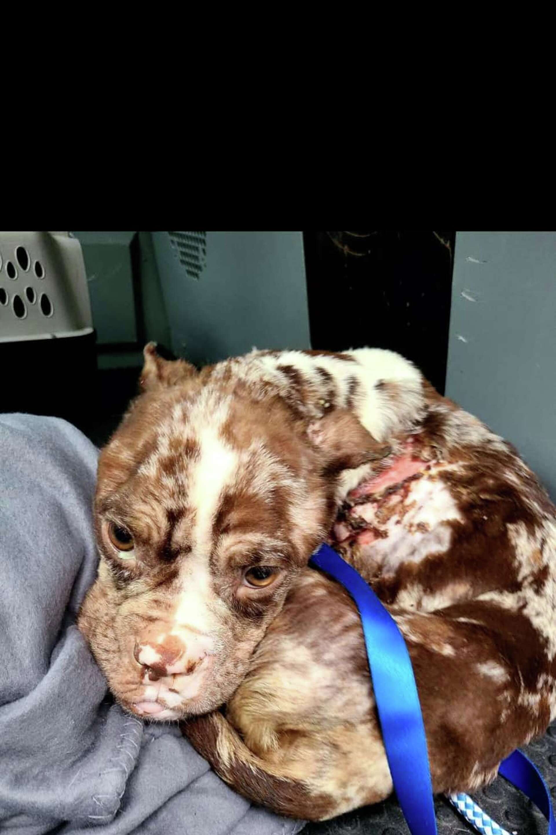 Bridgeport police are looking for the owners of burned, neglected dog
