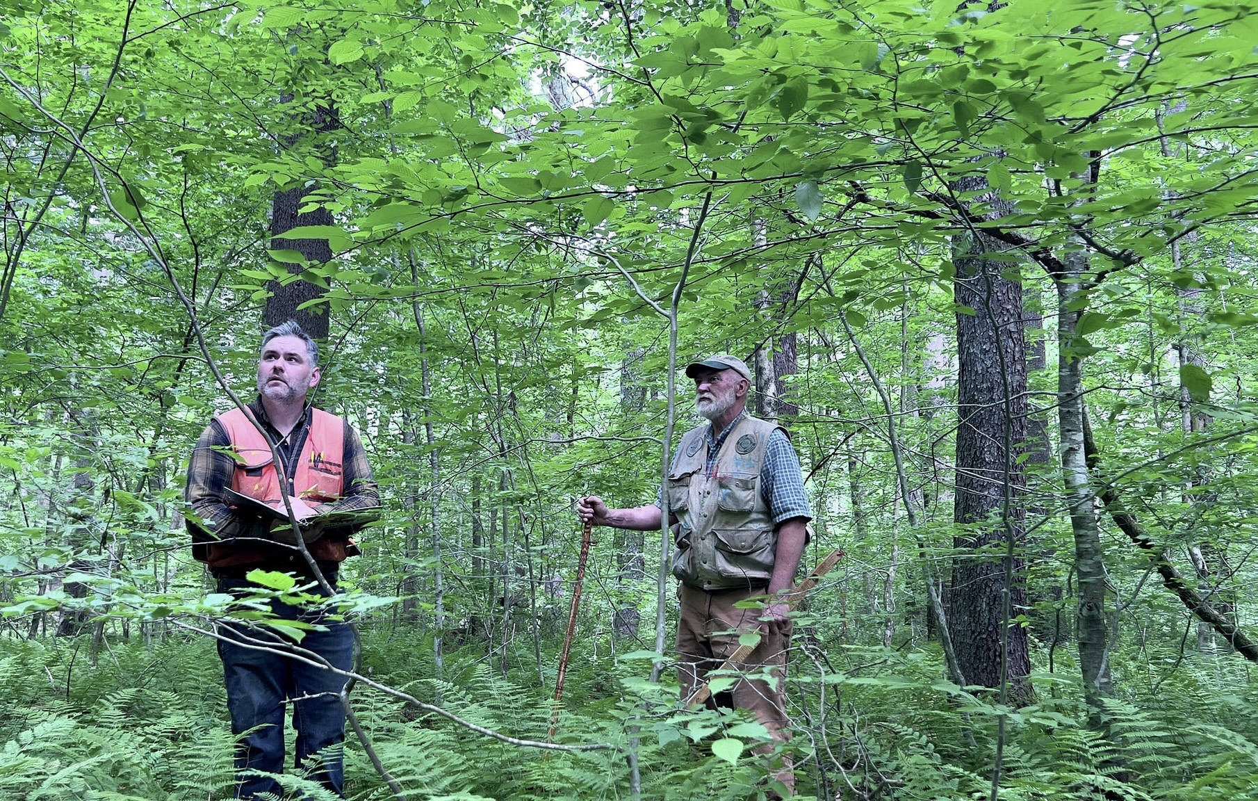 New Great Mountain Forest program aims ways to protect, utilize trees