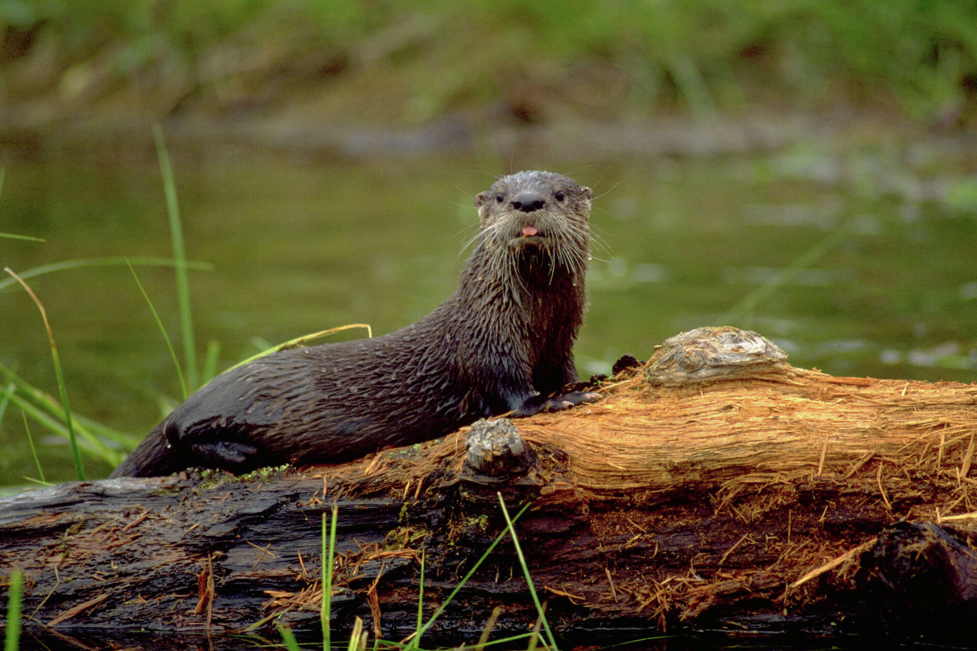 River otter spotted along San Antonio River