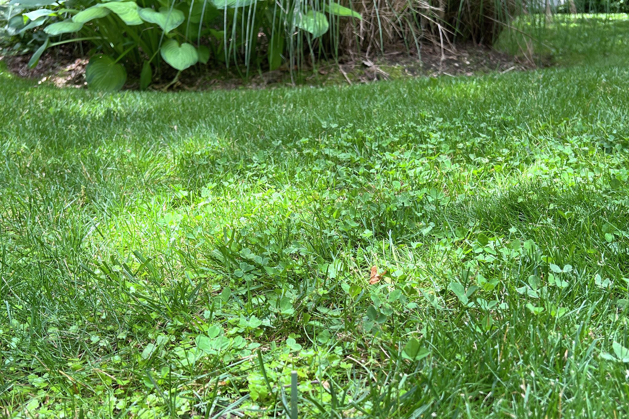 Weather extremes have take a toll on turfgrass