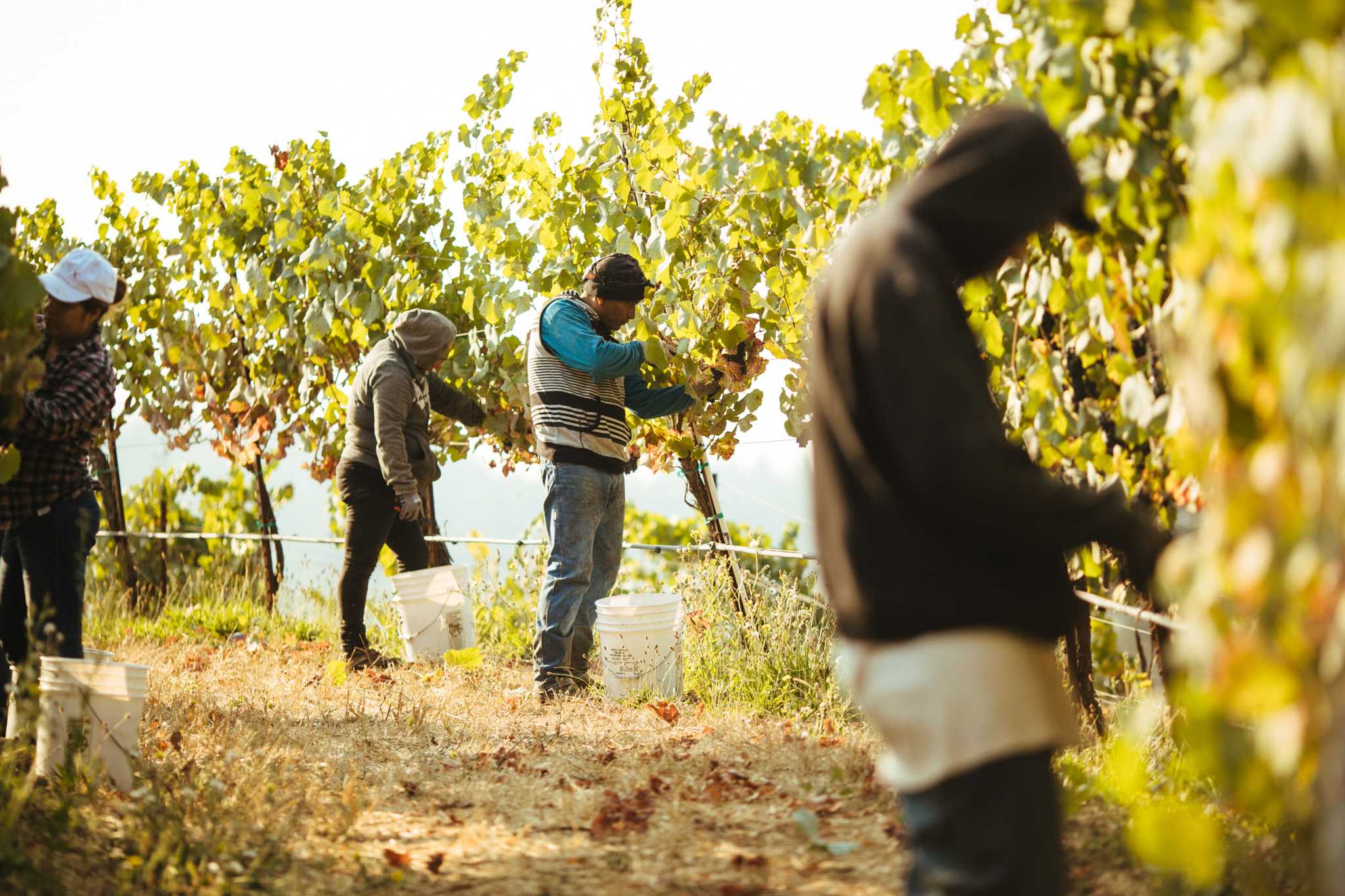 California farmworkers demand disaster pay during extreme heat events