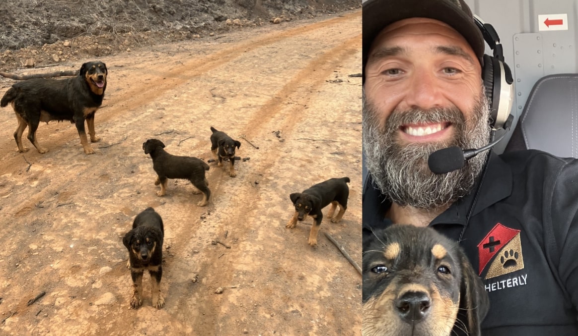 Rescuers save Rottweiler and puppies stranded in truck near Park Fire