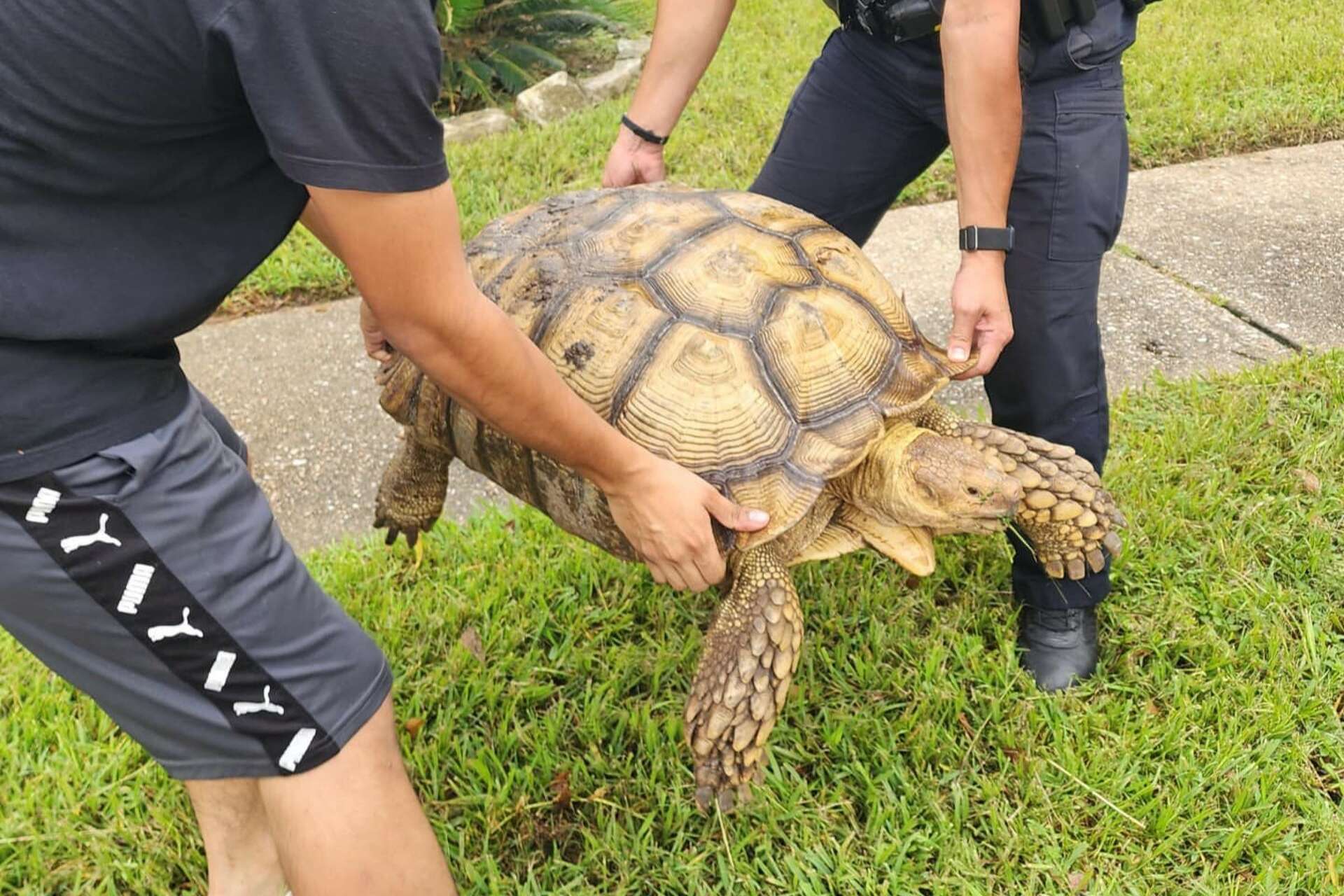 Enormous tortoise back home after getting lost in Texas