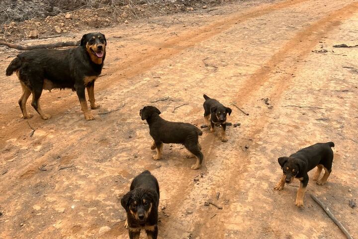 Man runs into Park Fire evacuation zone to save stranded puppies