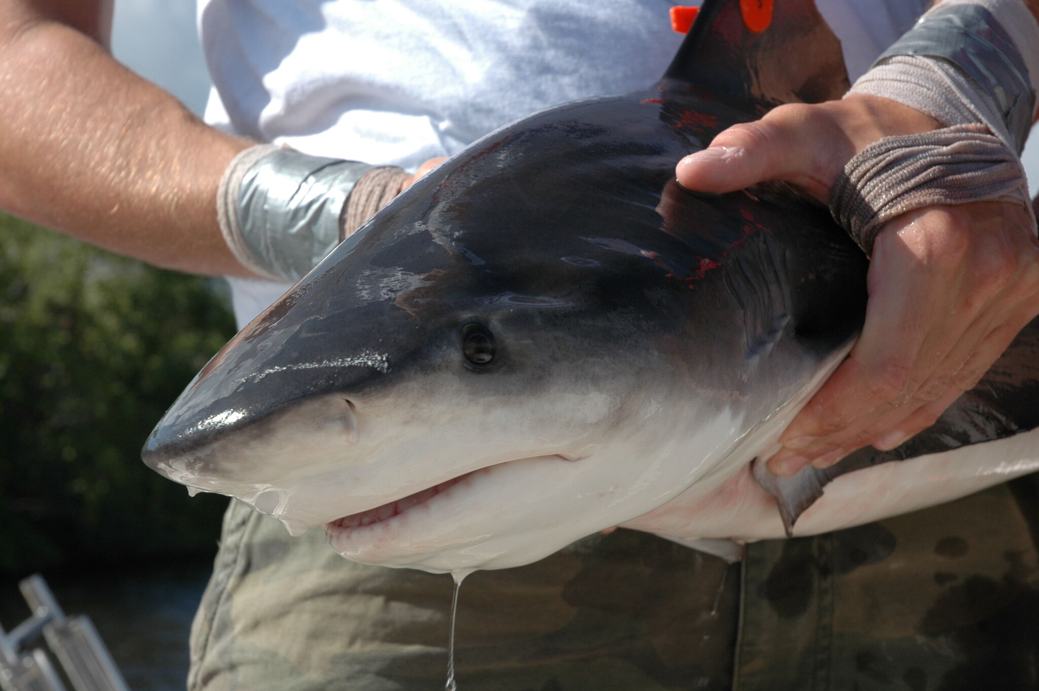 Galveston Bay sees 600% increase in baby bull sharks