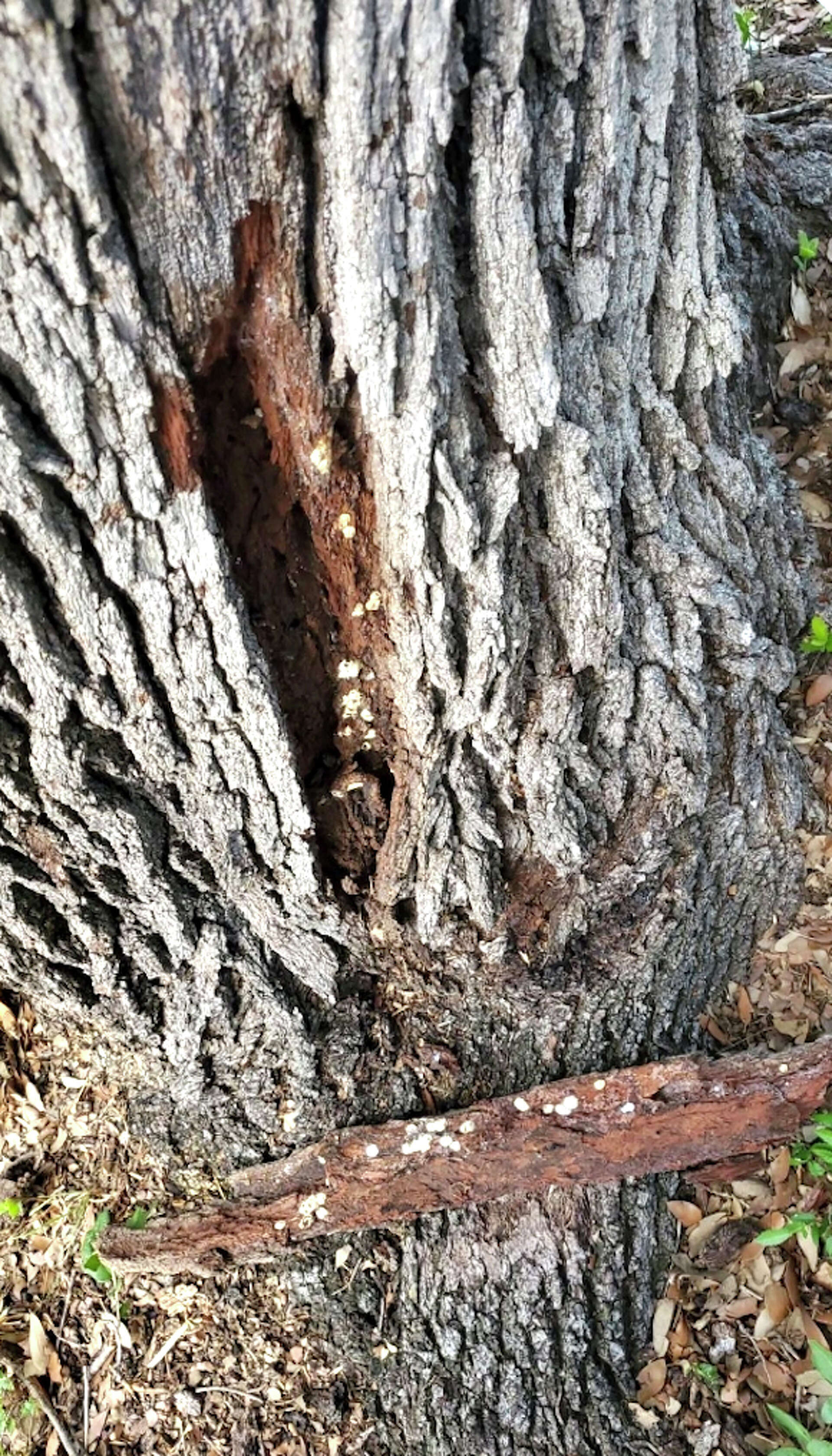 Now is the time to prune althea, treat chinch bugs in St. Augustine