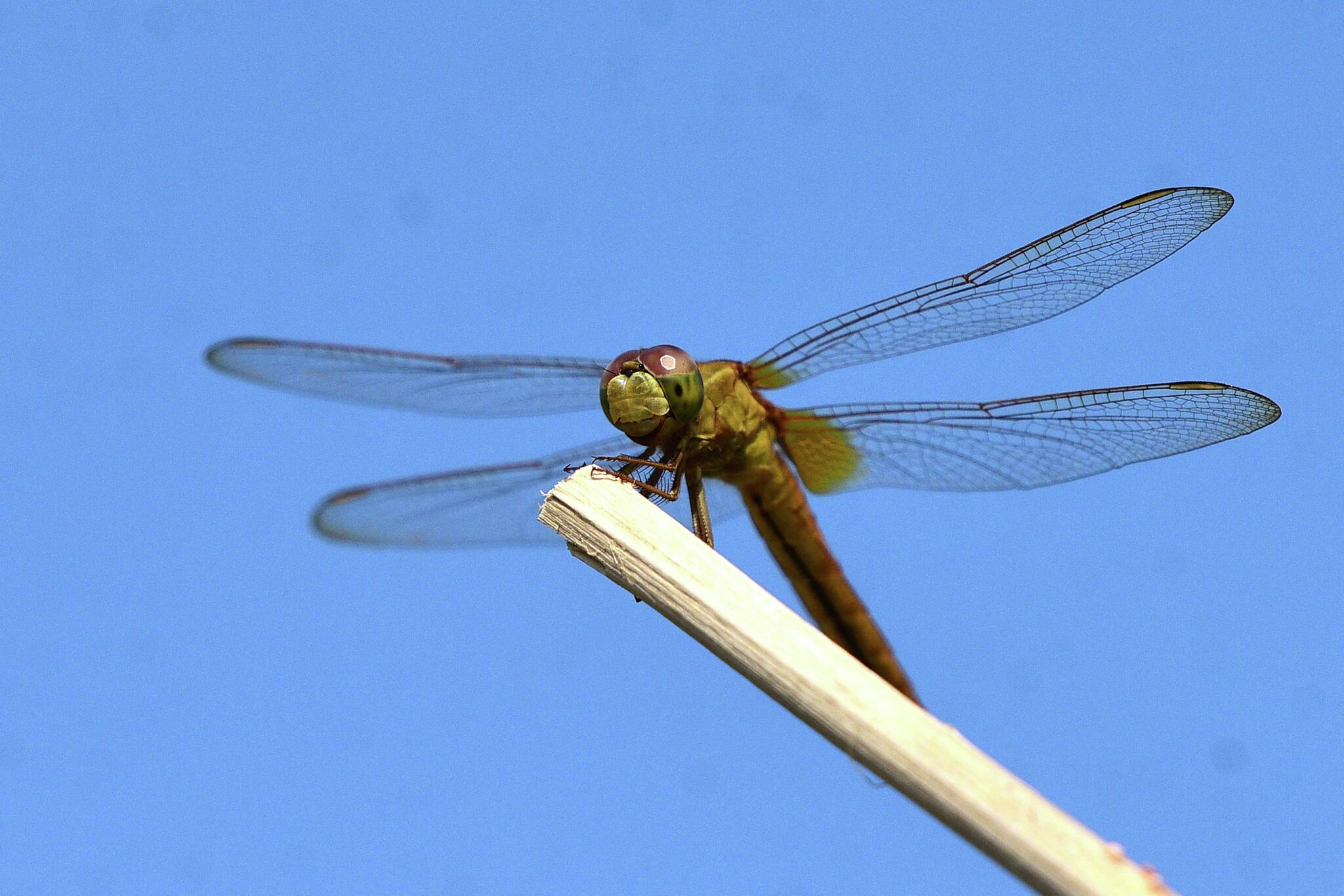 Dragonflies 'invade' Misquamicut Beach in R.I., over the CT border