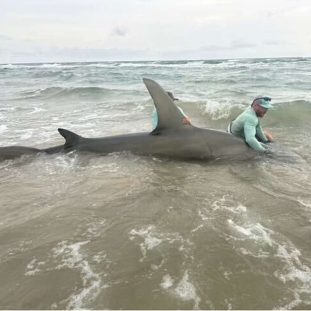 Texas angler catches second 14-foot hammerhead shark