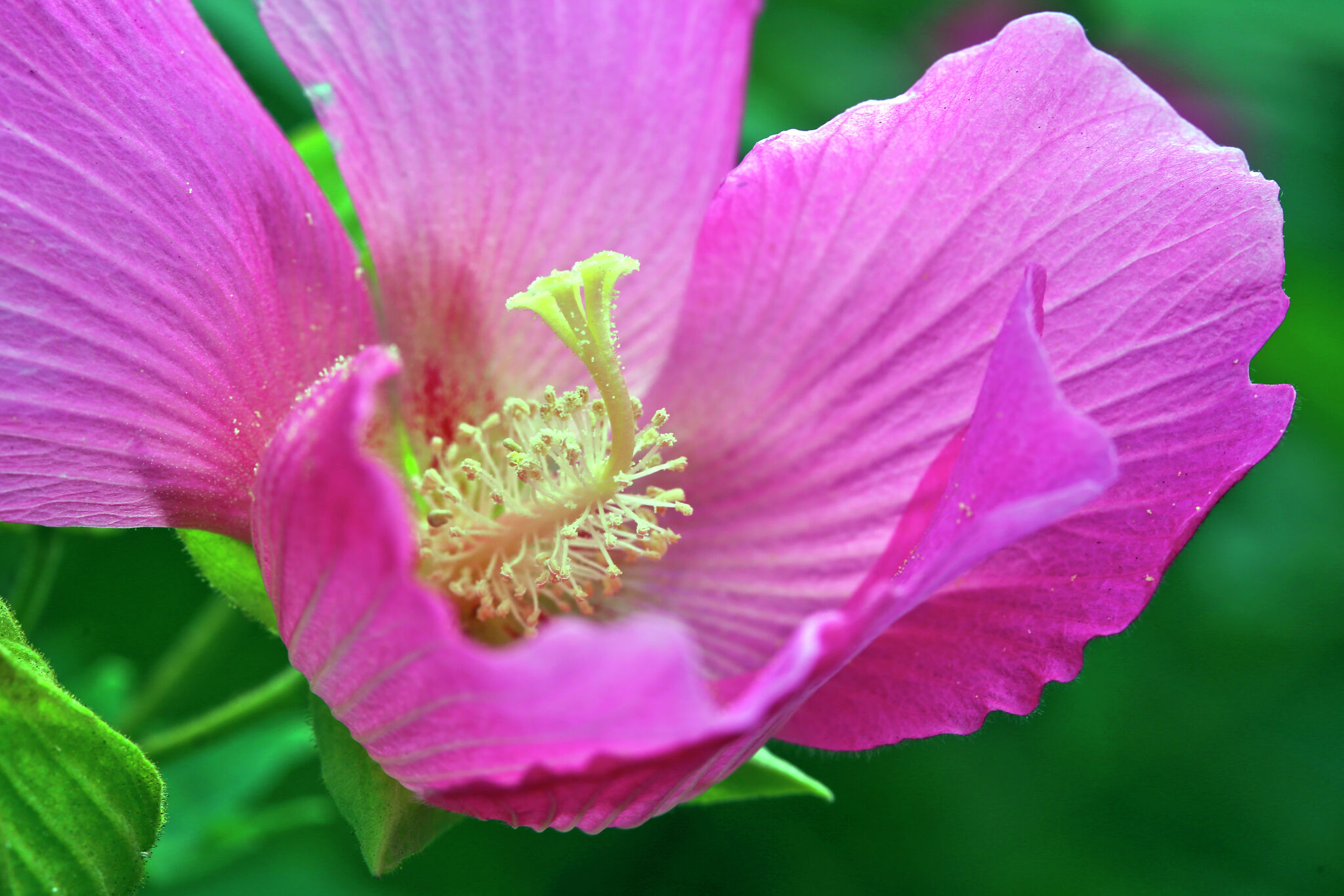 Now is the time to prune althea, treat chinch bugs in St. Augustine