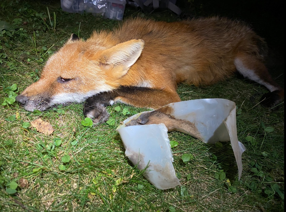 CT DEEP wildlife crew frees red fox from crippling plastic