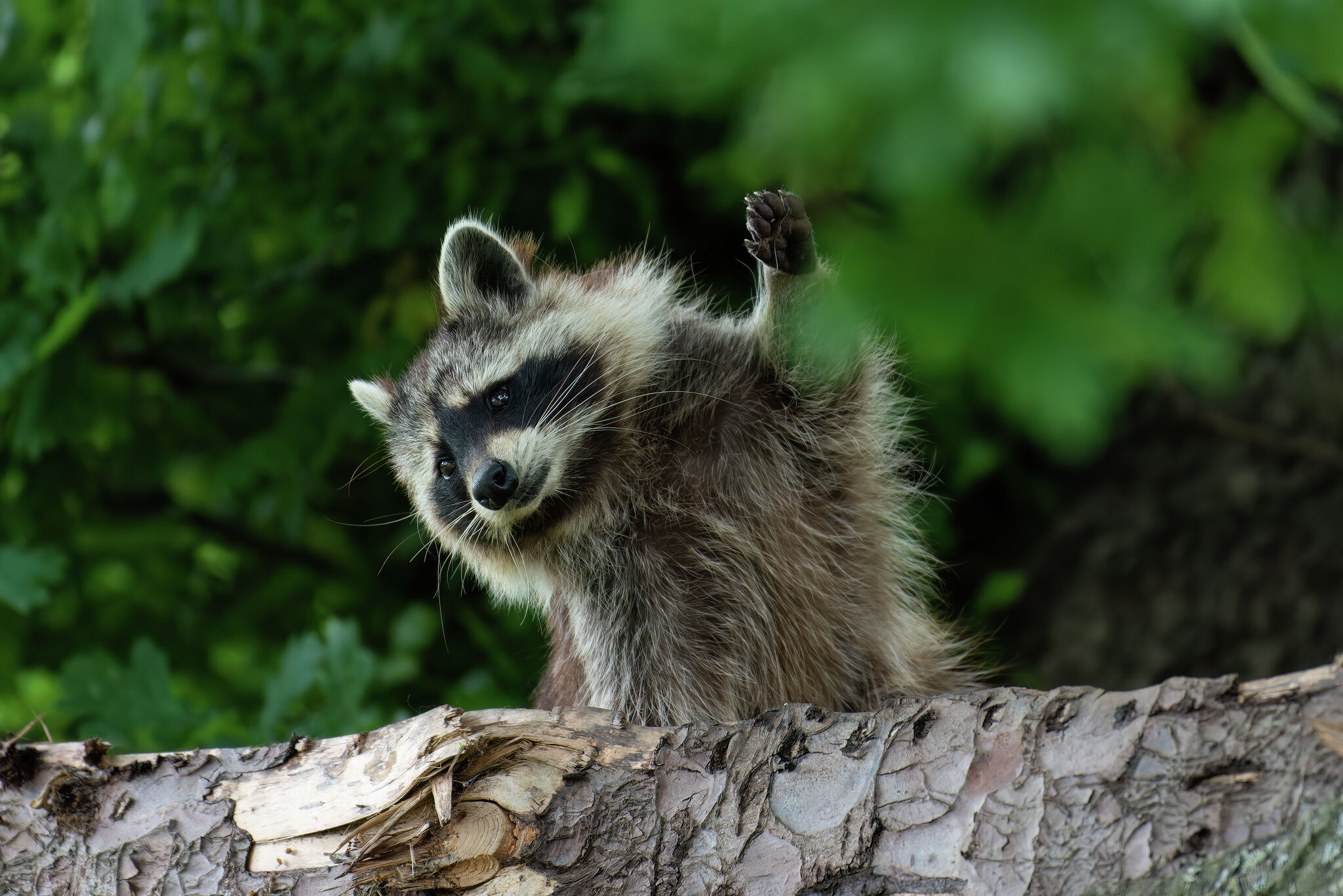 Watertown residents warned to avoid wildlife with signs of distemper