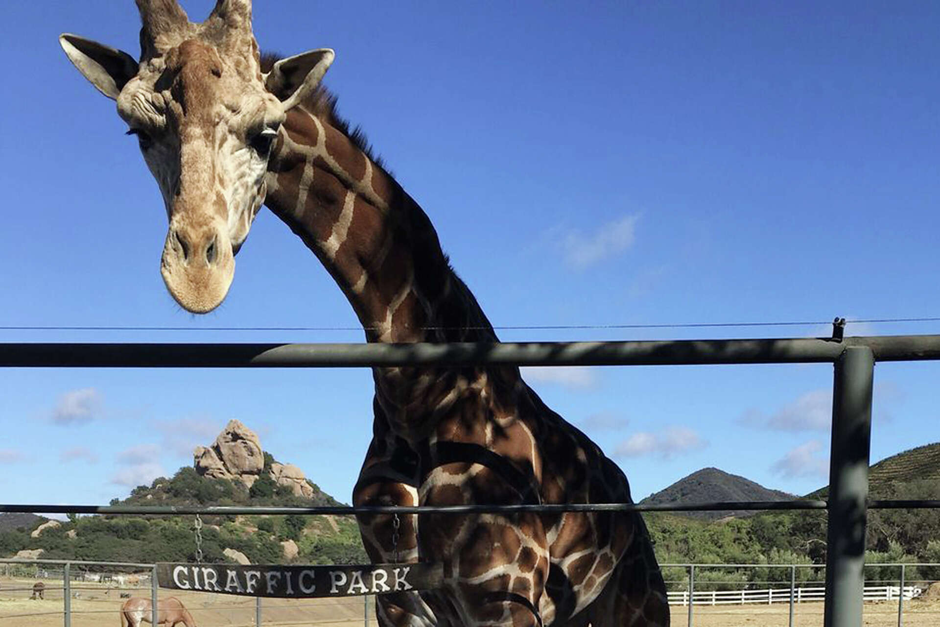 Giraffe seized as evidence in Calif. trial found 3 years later
