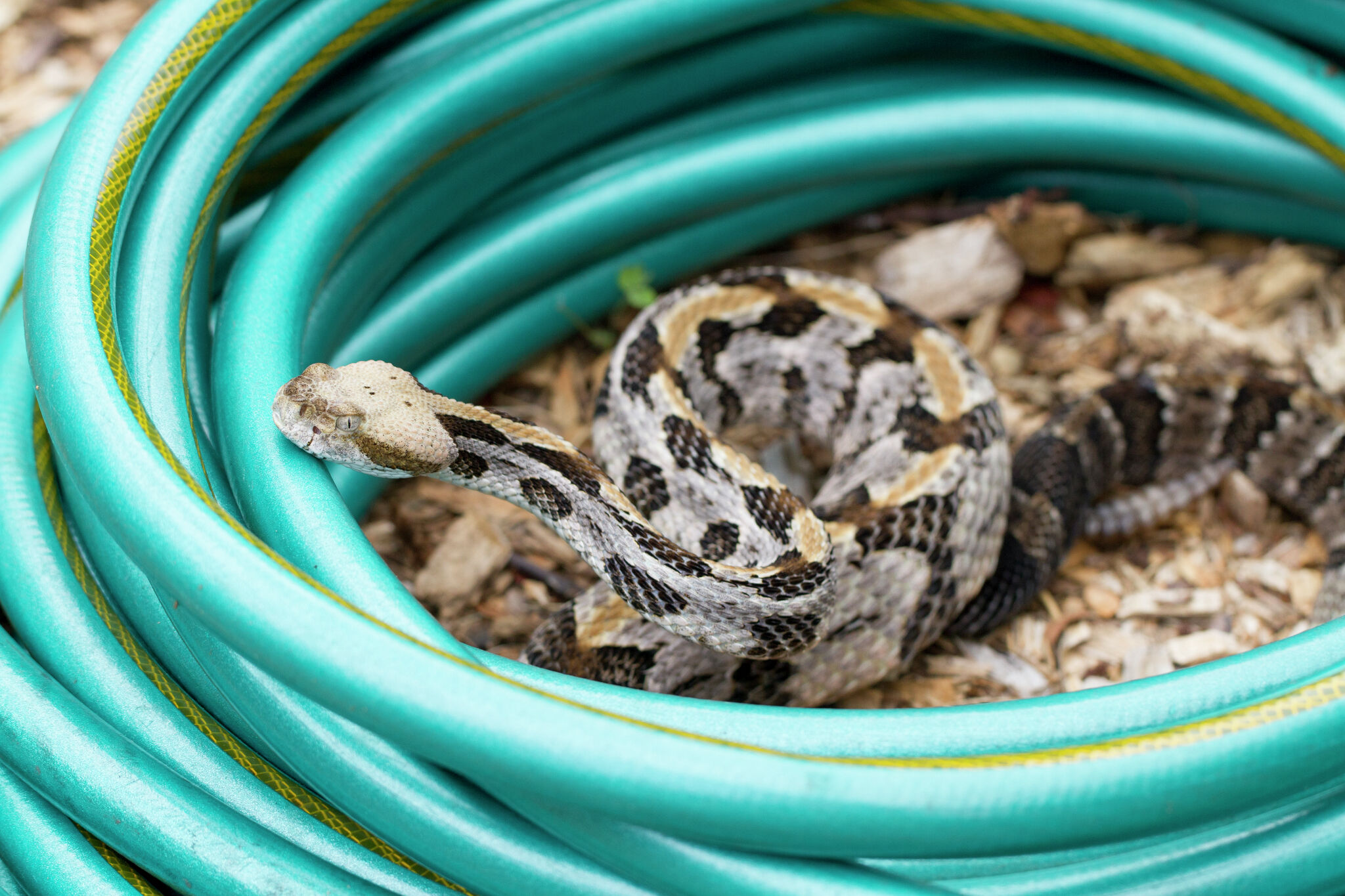 How much does it cost to treat a rattlesnake bite? CT experts weigh in
