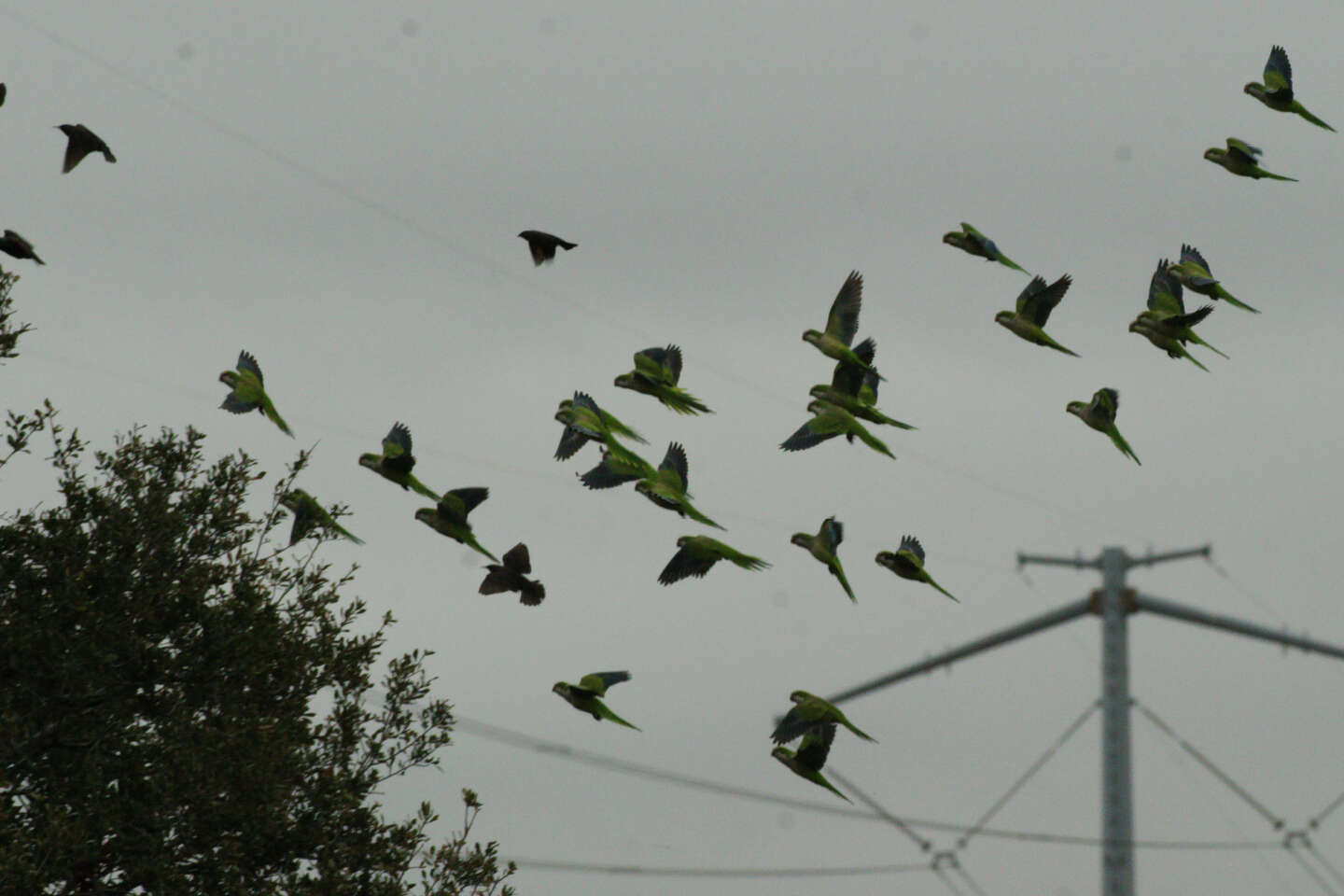 What are monk parakeets and how did South American bird get to Houston